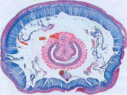 Pheretima Cross Section