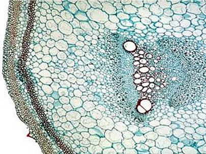 Pudak Scientific - Produsen Alat Peraga Pendidikan dan Peralatan ...